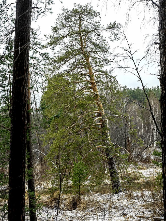 Pine Tree Bent in the Swampy Ground Stock Image - Image of bent ...