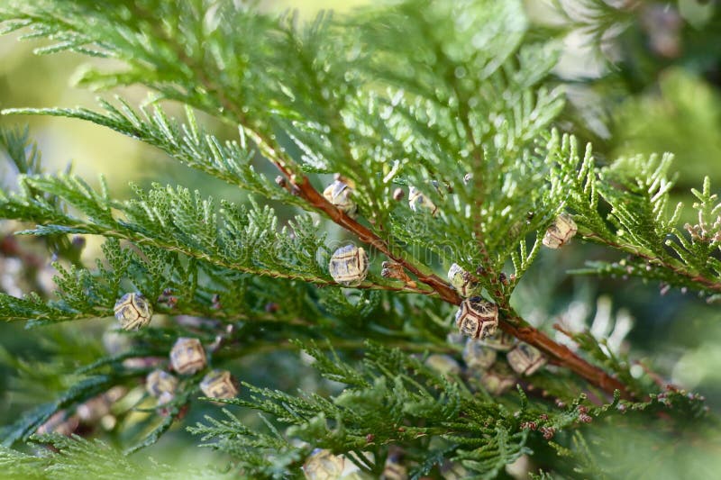 Pine Tree Berries in Autumn Stock Image - Image of silhouette, plant ...
