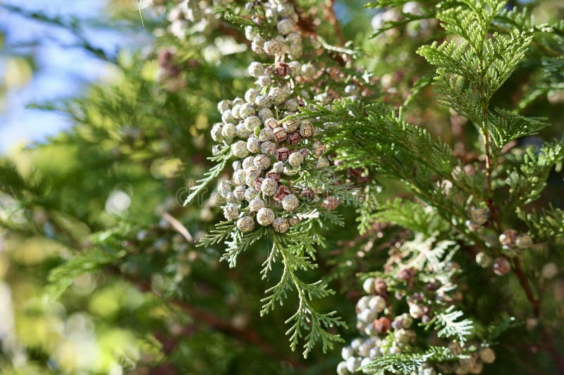 Pine tree berries close up stock image. Image of shrub - 294175345