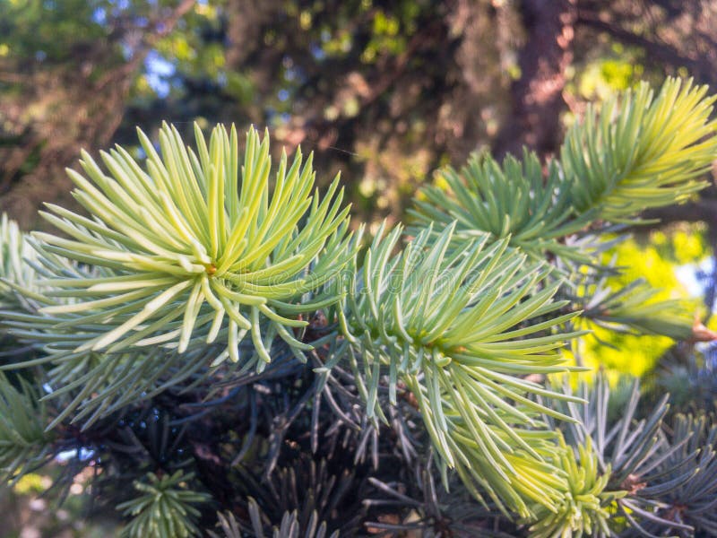 The Pine Tree is a Big Tree that Can Never Fall Stock Photo - Image of ...
