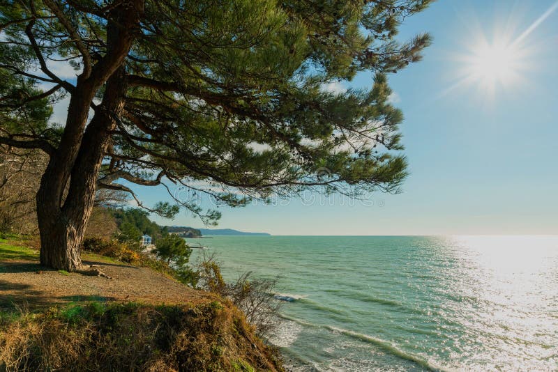 Pine Tree on the Black Sea Coast Stock Image - Image of tuapse, pine ...