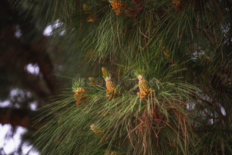 Pine tree in bloom. stock photo. Image of cyprus, bright - 173391036