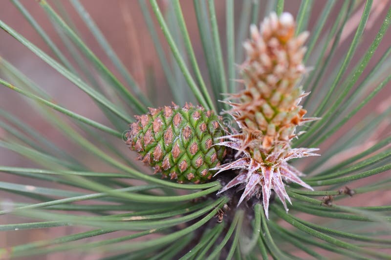 Pine Tree Blooming with New Pine Cones and Twigs Stock Photo - Image of ...