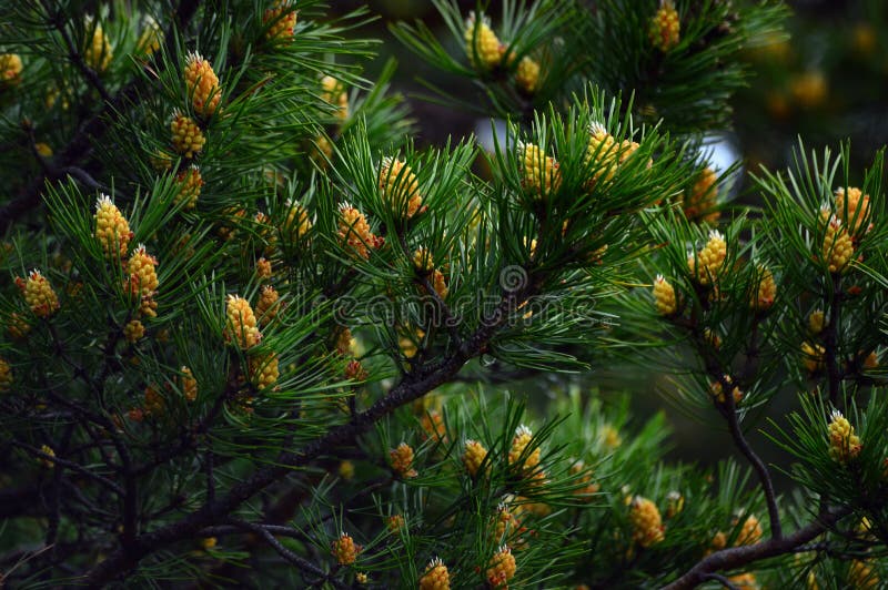 The Pine Tree Blooms in the Forest in Spring. Male Cones on the ...