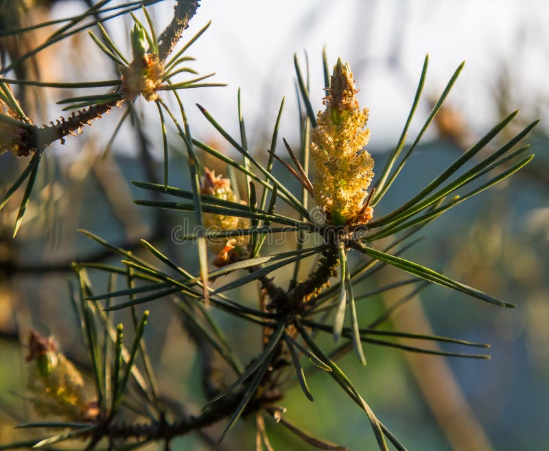 Pine tree blooms in spring stock photo. Image of flower - 221959174