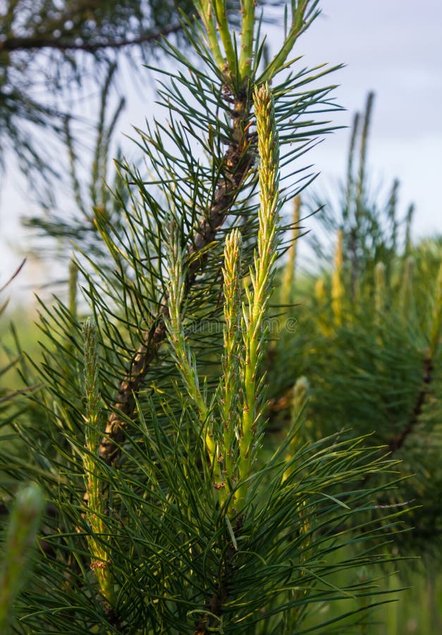Pine tree blooms in spring stock image. Image of medicine - 221959185