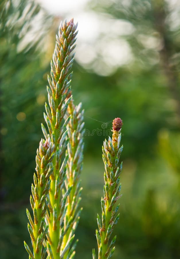Pine tree blooms in spring stock image. Image of evergreen - 221959193