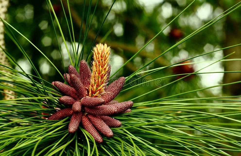 Pine Tree Blossom stock photo. Image of forest, cones - 24583272