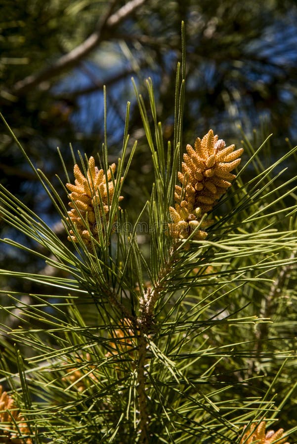 Pine Tree Blossom on Branch Stock Image - Image of background, branch ...