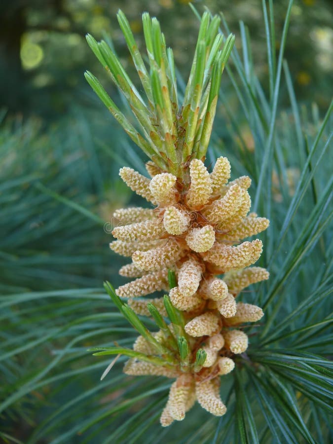 Pine tree blossom stock image. Image of green, wood, blossom - 65082587