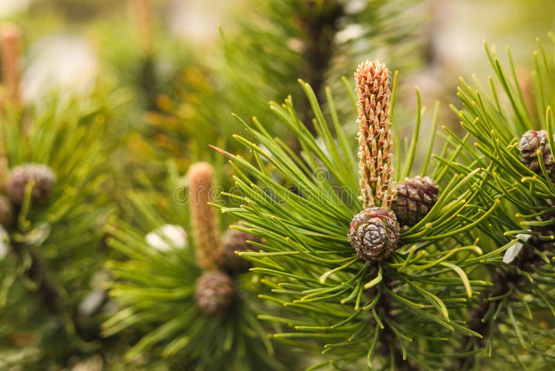 Pine Tree with Blossoms Outdoors on Spring Day, Closeup. Space for Text ...