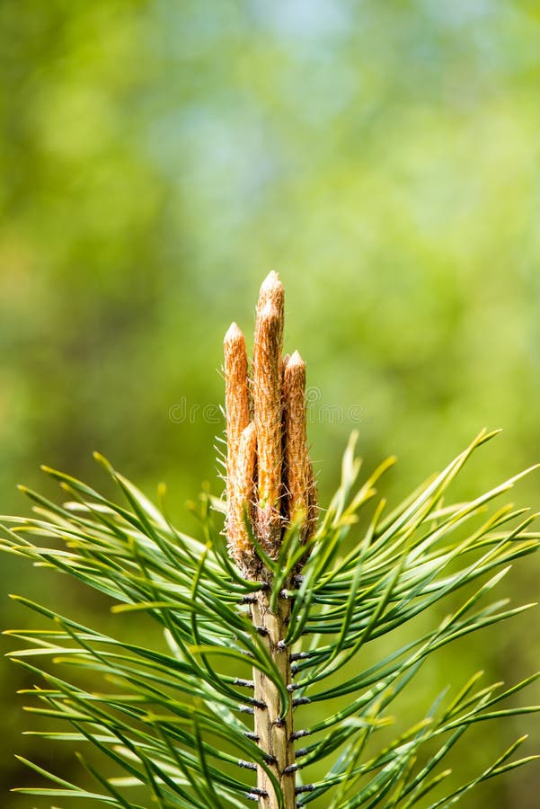 Pine Tree Blossoms in Spring Stock Photo - Image of pattern, closeup ...