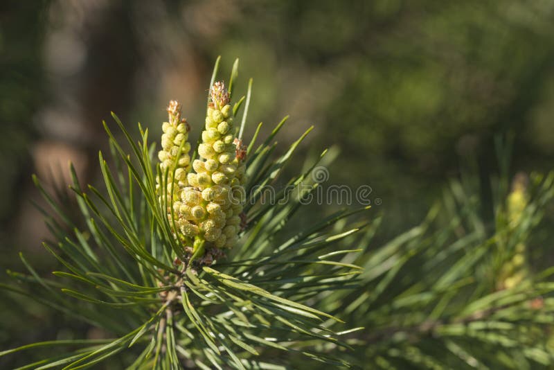Pine tree blossoms stock photo. Image of yellow, time - 188680580