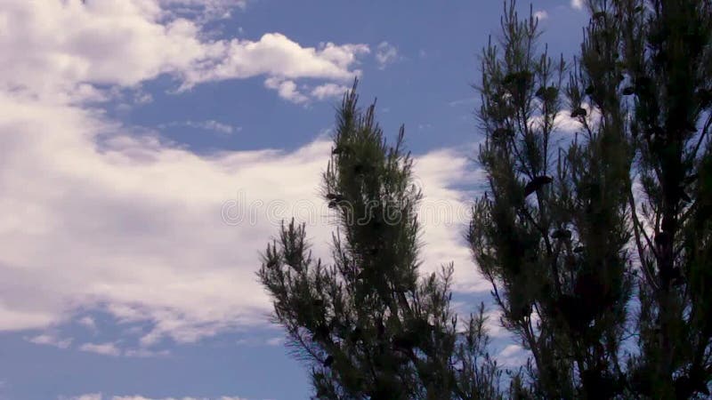 Pine Tree Waving in the Wind Stock Video - Video of cone, breeze: 111521473