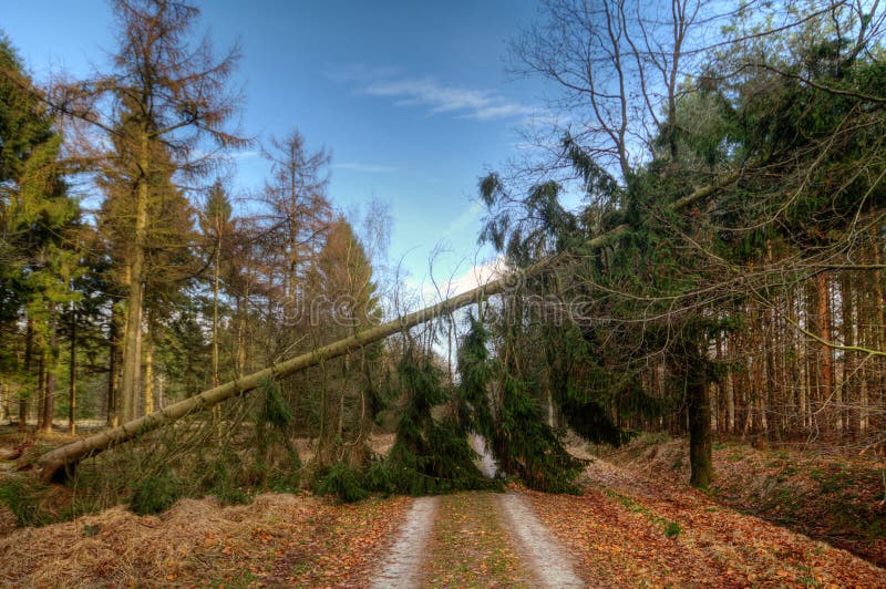 142 Fallen Tree Blocked Path Forest Stock Photos - Free & Royalty-Free ...