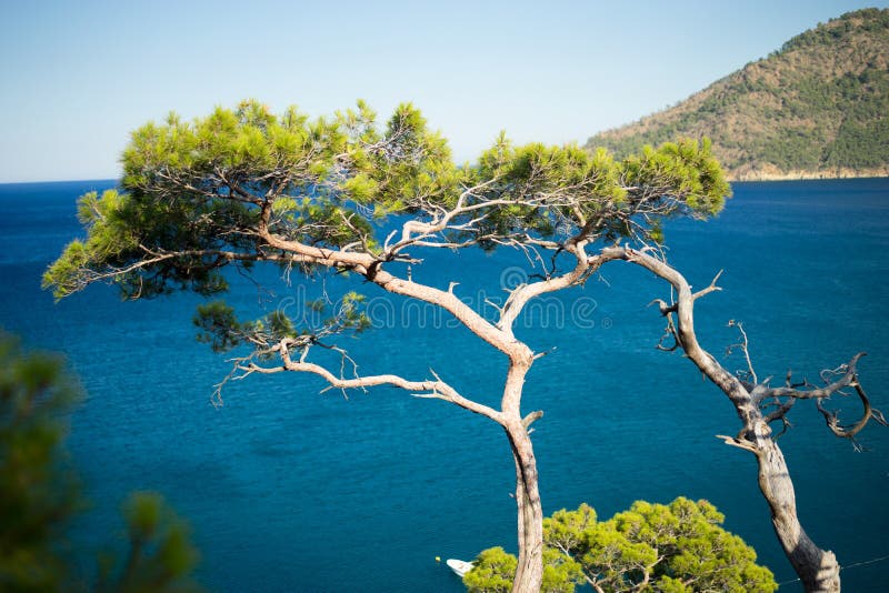 Pine Tree with Blue Sea Background Turkey Stock Image - Image of forest ...