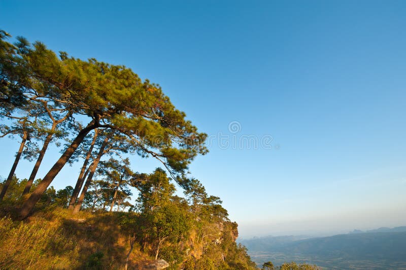 Pine tree and blue sky stock image. Image of park, viewpoint - 22688617