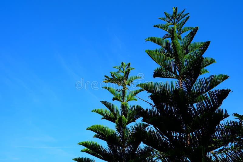 Pine Tree with Blue Sky Background. Stock Photo - Image of natural ...