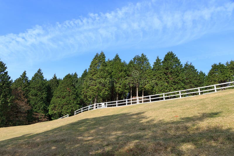 Pine Tree and Blue Sky at Mount Rokko Ranch Stock Image - Image of ...
