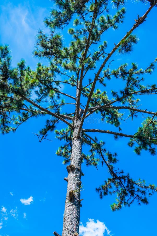 Pine tree with blue sky stock image. Image of environmental - 172645063