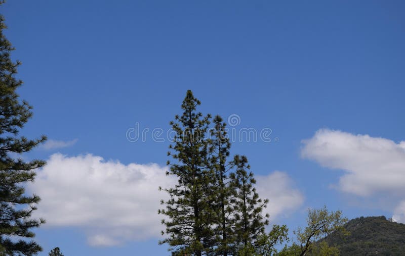 Pine Tree and Blue Sky with Space Stock Photo - Image of natural ...
