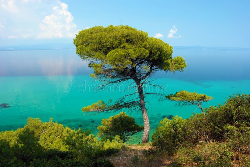 Pine trees near the sea stock photo. Image of blue, field - 1990472