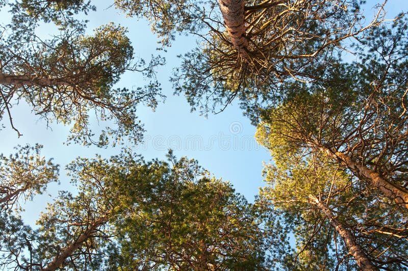 Pine Tree, Bottom View. Branch and Sky. Nature Stock Image - Image of ...