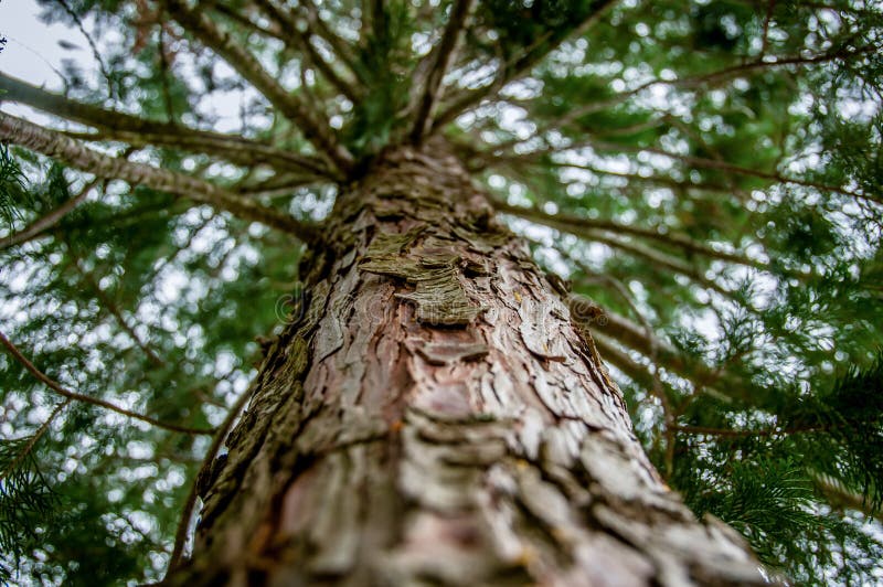 Pine tree from the bottom stock image. Image of forest - 79627999