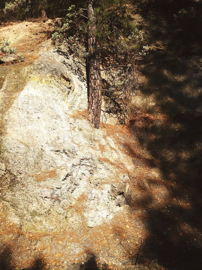A pine tree in a boulder stock photo. Image of boulder - 160073224