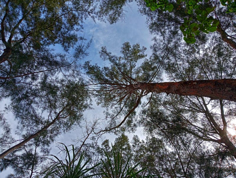 Pine Tree Branch Bottom View with Blue Sky and the Cloud Stock Image ...