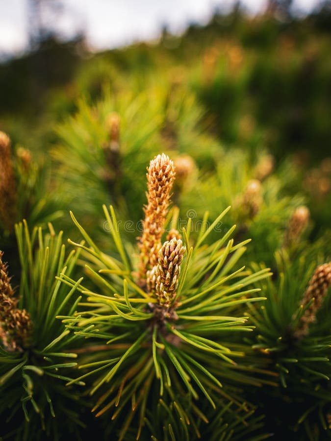 Pine Tree Branch with Budding Cone Stock Photo - Image of close, leaf: 397500836
