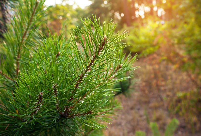 Pine Tree Branch Close-up on Defocused Green Background Stock Image ...