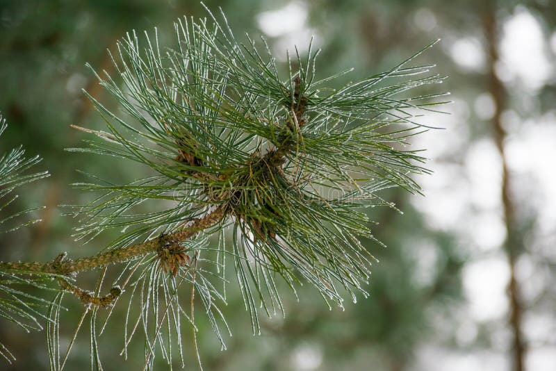 Pine tree branch close up stock photo. Image of pine - 110824274