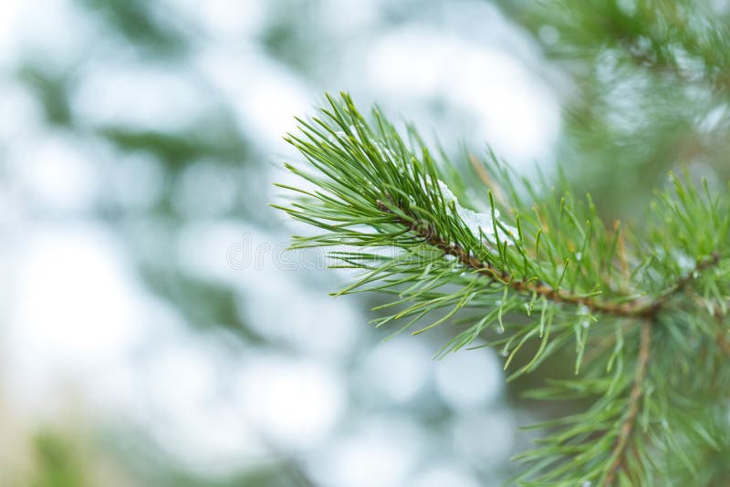 Pine Tree Branch in Close Up Stock Photo - Image of background, pine ...