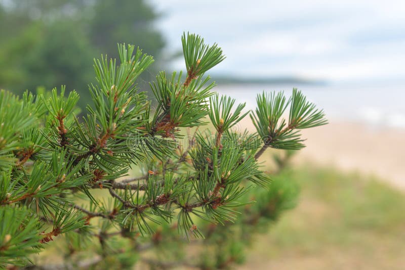 Pine tree branch close up stock image. Image of garden - 193152783
