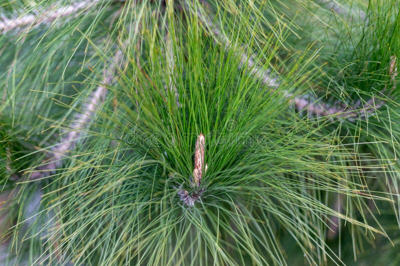 Pine Tree Branch Closeup View Stock Photo - Image of fragrant, pine ...