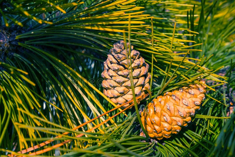 Pine tree branch with cone stock photo. Image of forest - 164054130