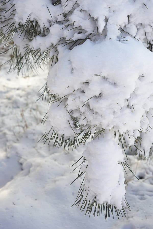 Pine Tree Branch in Fluffy Snow Closeup. Winter Garden Stock Photo ...