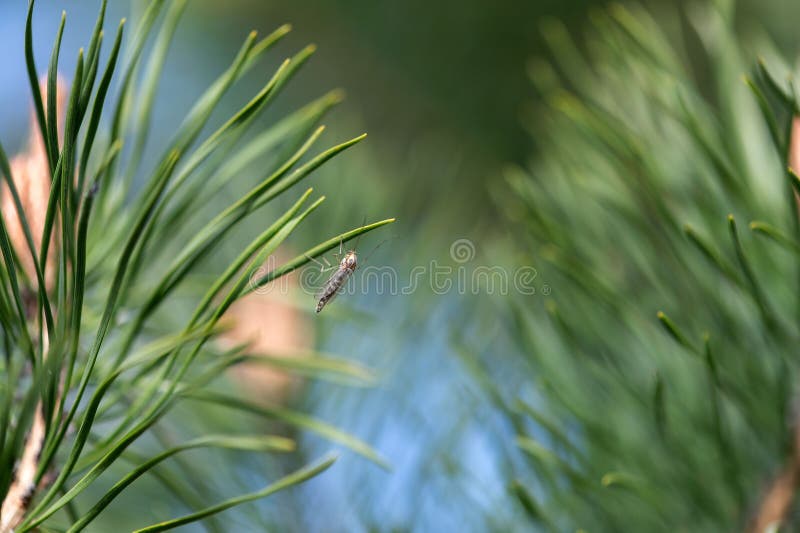 A Pine Tree Branch with a Insect in the Center of it Stock Image ...