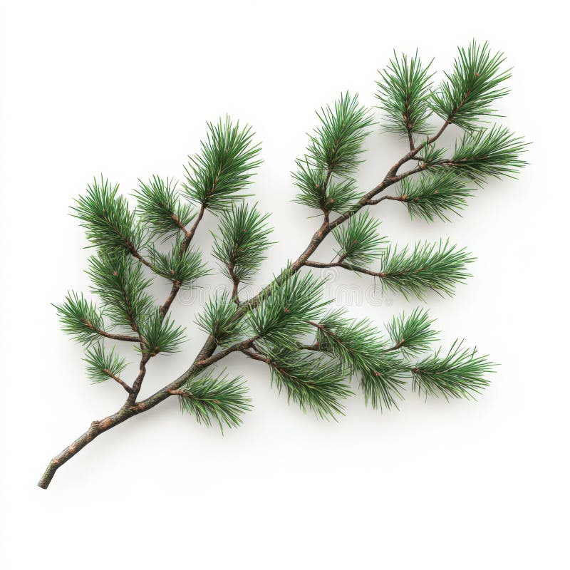 Pine Tree Branch Isolated on Transparent Background, 3D Rendering Stock ...