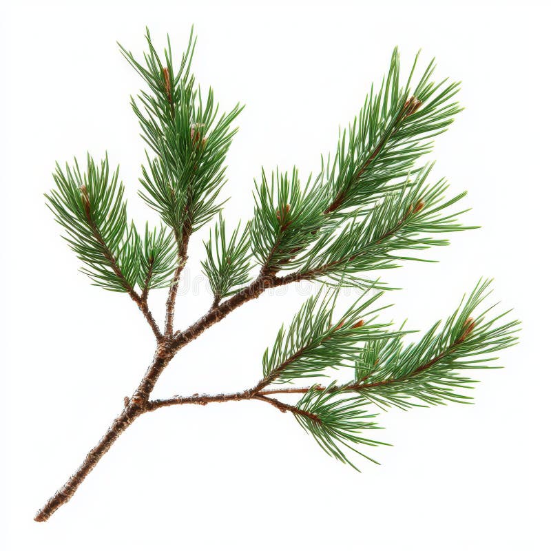 Pine Tree Branch Isolated on Transparent Background, 3D Rendering Stock ...