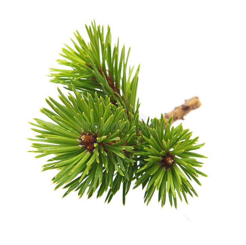 Pine tree branch stock photo. Image of fresh, decorative - 35316290
