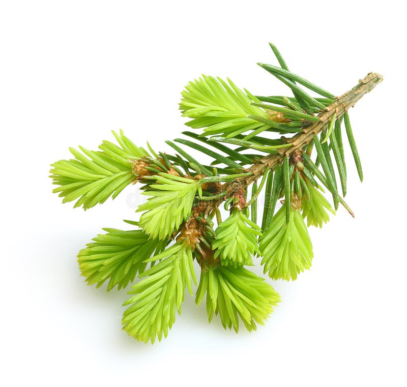 Pine tree branch isolated stock image. Image of macro - 74039983
