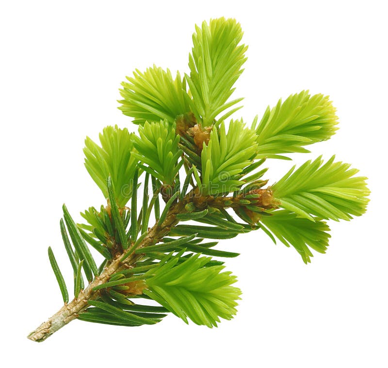 Pine tree branch isolated stock photo. Image of flora - 74040032