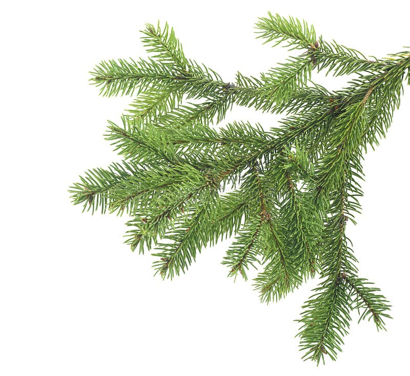 Pine Tree Branch Isolated on White Background. Evergreen Tree Branch ... Pine Tree Branch Isolated on White Background. Evergreen Tree Branch ...