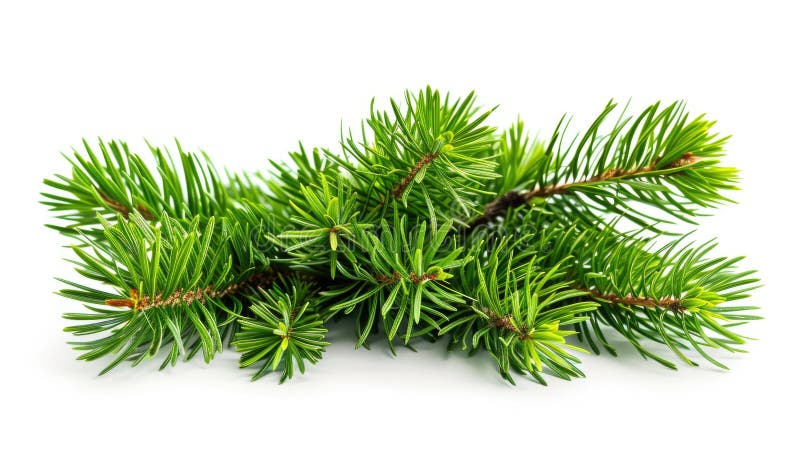 Pine Tree Branch Isolated on White, Perfect for Nature Themes Stock ...