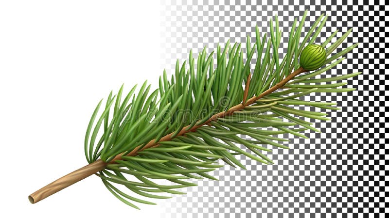 Pine Tree Branch, Nature and Evergreen Element Symbol Png Transparent ...