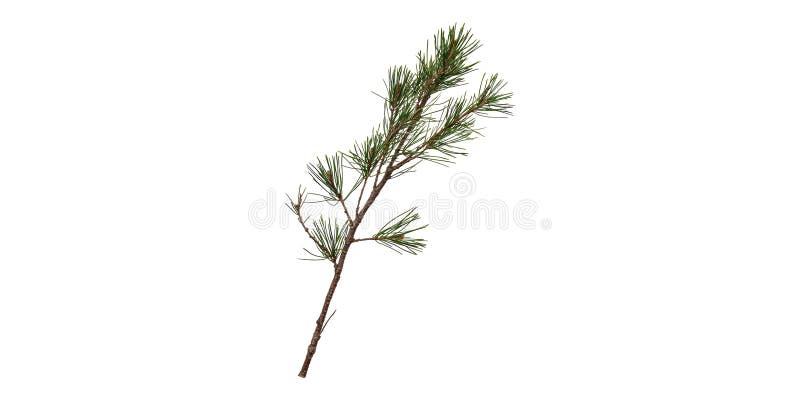 Pine Tree Branch with Needles. Nature and Botanical Study Isolated on ...