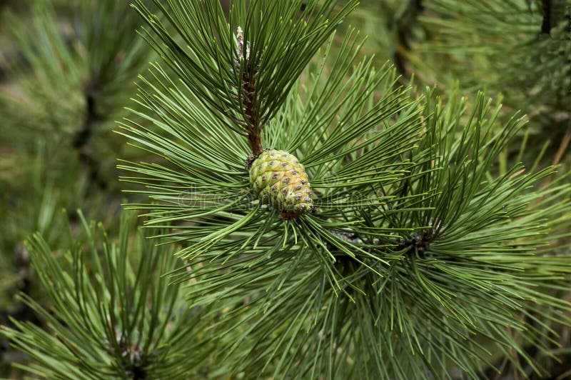 Pine Tree Branch with New Pine Cone in Summer Stock Photo - Image of ...