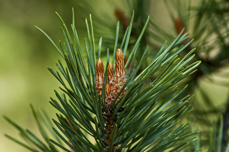 Pine Tree Branch with New Tip in Early Summer Stock Photo - Image of ...